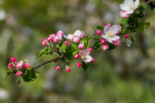 Renette 이미지 – 찾아보기 222 스톡 사진, 벡터 및 비디오 | Adobe Stock