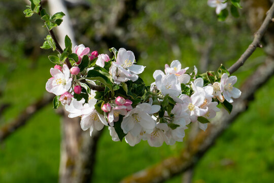 Renette 이미지 – 찾아보기 222 스톡 사진, 벡터 및 비디오 | Adobe Stock