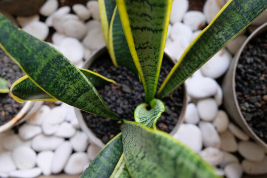 Prain Bilder – Durchsuchen 162 Archivfotos, Vektorgrafiken und Videos ...