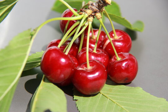 「Charnue」の画像 - 626 件の Stock 写真、ベクターおよびビデオ | Adobe Stock