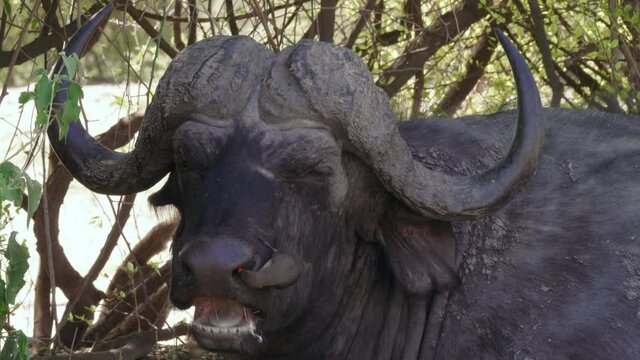 "Buffalo Bull" Imagens – Procure 205 fotos, vetores e vídeos | Adobe Stock