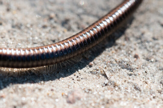 Miriapod Bilder – Durchsuchen 2,701 Archivfotos, Vektorgrafiken und ...