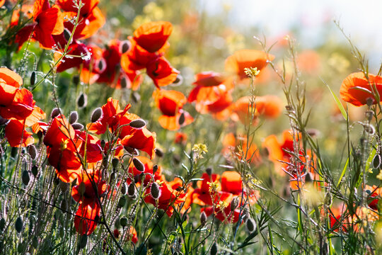 Mohnblumenwiese Images – Browse 438 Stock Photos, Vectors, and Video ...