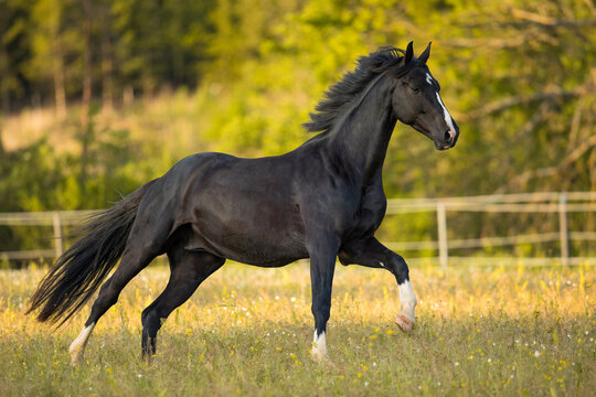 Rappe 이미지 – 찾아보기 2,696 스톡 사진, 벡터 및 비디오 | Adobe Stock