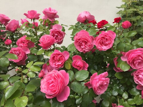 รูปภาพRoz – เลือกดูภาพถ่ายสต็อก เวกเตอร์ และวิดีโอ28,941 | Adobe Stock