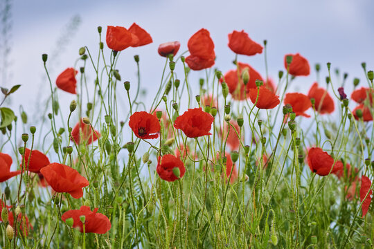 Poppy-Head Images – Browse 1,077 Stock Photos, Vectors, and Video ...
