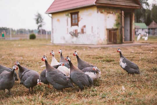 รูปภาพFowls – เลือกดูภาพถ่ายสต็อก เวกเตอร์ และวิดีโอ1,004,376 | Adobe Stock