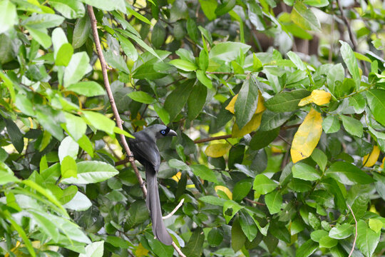 "Black Robin" Images – Browse 110 Stock Photos, Vectors, and Video ...