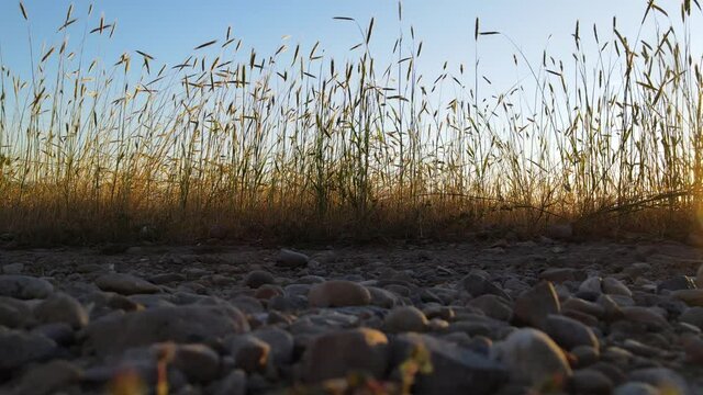Spindly Imagens – Procure 585 fotos, vetores e vídeos | Adobe Stock