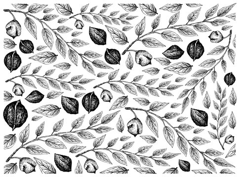 Pecan Tree Vector Images – Browse 9,001 Stock Photos, Vectors, and ...