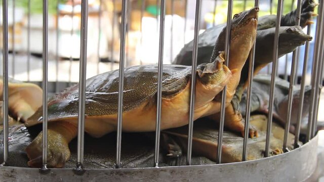 "Turtle Soup" Images – Browse 351 Stock Photos, Vectors, and Video ...