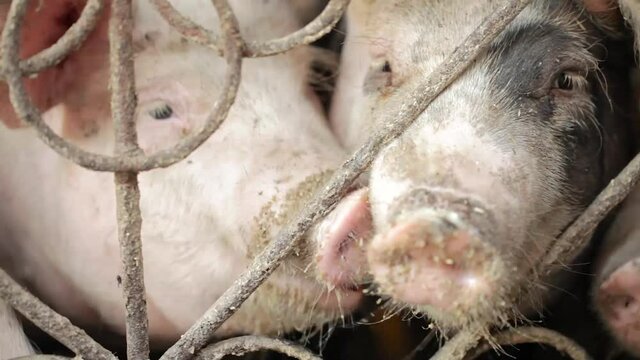 Dmitry photos, images, assets | Adobe Stock