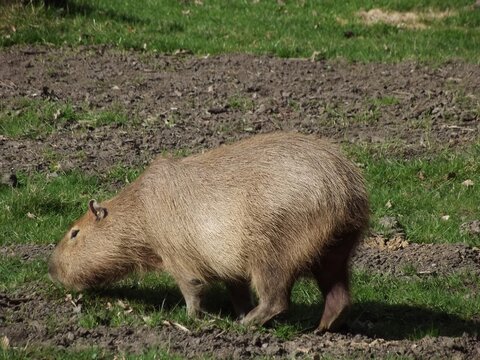 Caviomorpha Bilder – Durchsuchen 440 Archivfotos, Vektorgrafiken und ...