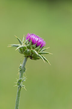 รูปภาพOset – เลือกดูภาพถ่ายสต็อก เวกเตอร์ และวิดีโอ2,451 | Adobe Stock