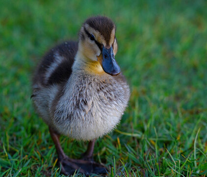 รูปภาพCaneton – เลือกดูภาพถ่ายสต็อก เวกเตอร์ และวิดีโอ1,316 | Adobe Stock