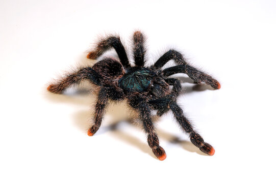 Migale Images – Browse 52 Stock Photos, Vectors, and Video | Adobe Stock