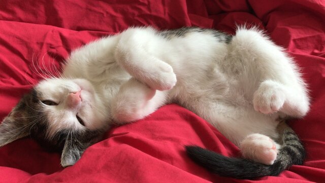 Babykatze 이미지 – 찾아보기 1,569 스톡 사진, 벡터 및 비디오 | Adobe Stock