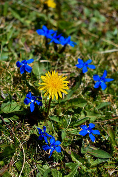 "Blauer Enzian" Images – Browse 209 Stock Photos, Vectors, and Video ...