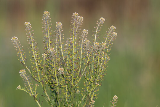 Lepidium 이미지 – 찾아보기 2,253 스톡 사진, 벡터 및 비디오 | Adobe Stock