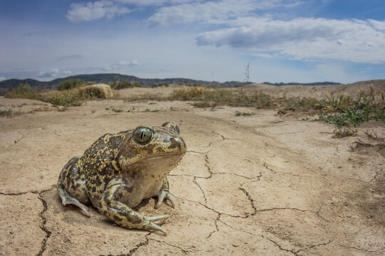 Sapo bilder – Bläddra bland 2,396 stockfoton, vektorer och videor ...