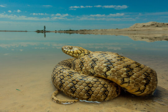 รูปภาพViperinae – เลือกดูภาพถ่ายสต็อก เวกเตอร์ และวิดีโอ2,406 | Adobe Stock