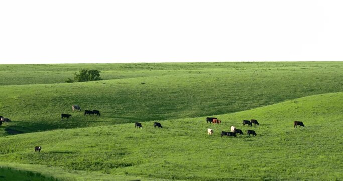 Imagens de Bobwhite – Explore Fotografias do Stock, Vetores e Vídeos de ...