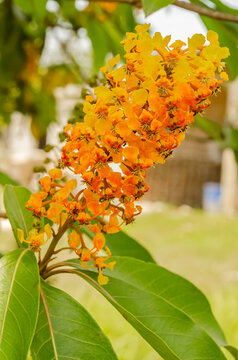 Hogberry Images – Browse 26 Stock Photos, Vectors, and Video | Adobe Stock