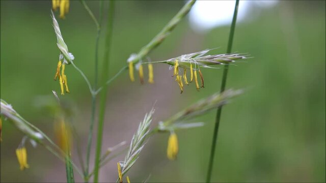 Graspollen Images – Browse 60 Stock Photos, Vectors, and Video | Adobe ...