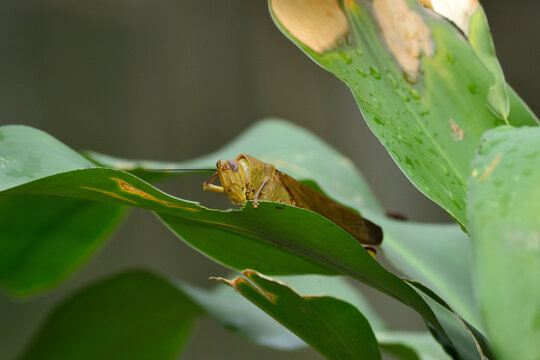"Hopping Bug"-Bilder: Stock-Fotos & -Videos. | Adobe Stock
