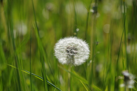 Pusteblumenwiese bilder – Bläddra bland 91 stockfoton, vektorer och ...