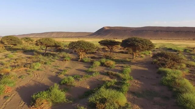 Savan Images – Browse 325 Stock Photos, Vectors, and Video | Adobe Stock