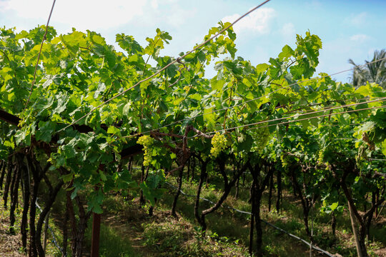 รูปภาพAngur – เลือกดูภาพถ่ายสต็อก เวกเตอร์ และวิดีโอ273 | Adobe Stock