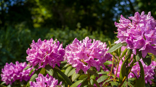 Lilafarbene Wild Und Zierblume