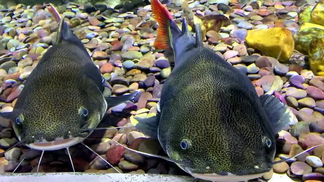 Pirarara-Bilder: Stock-Fotos & -Videos. | Adobe Stock