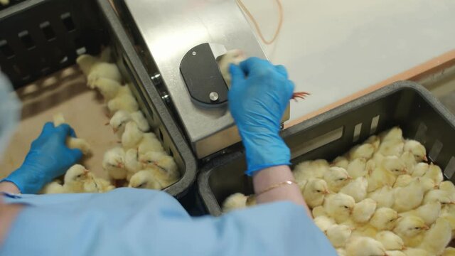 Subcutaneously Images – Browse 764 Stock Photos, Vectors, and Video ...