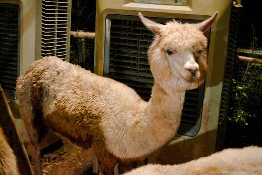 รูปภาพGuanako – เลือกดูภาพถ่ายสต็อก เวกเตอร์ และวิดีโอ16,152 | Adobe Stock