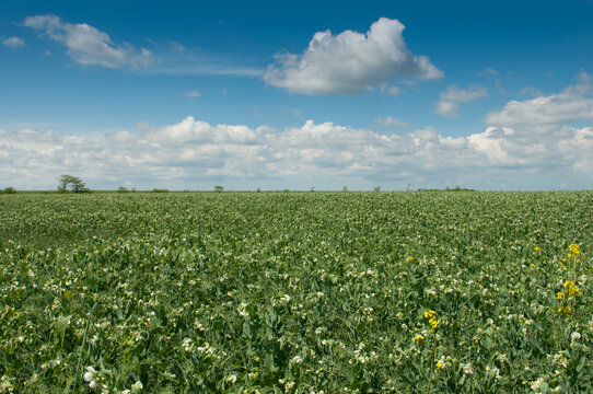 "Pea Field" Images – Browse 140 Stock Photos, Vectors, and Video ...