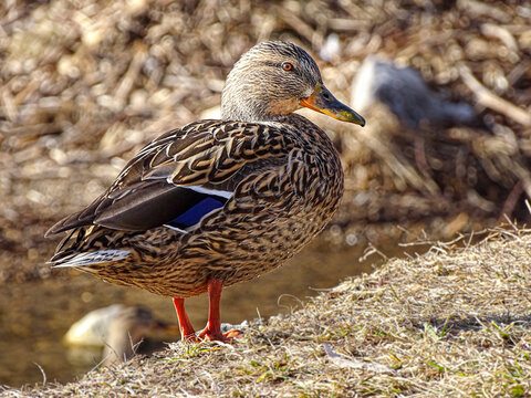 Mallar Images – Browse 60 Stock Photos, Vectors, and Video | Adobe Stock