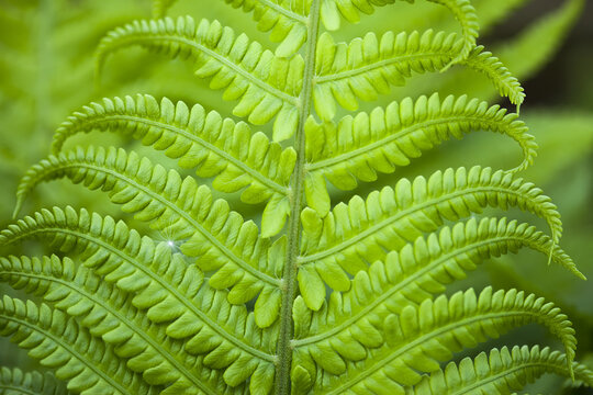 Filicales bilder – Bläddra bland 1,715 stockfoton, vektorer och videor ...