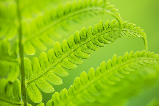 Filicales bilder – Bläddra bland 1,715 stockfoton, vektorer och videor ...