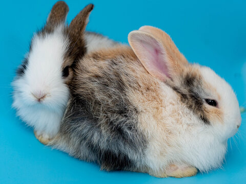 Banny bilder – Bläddra bland 1,156 stockfoton, vektorer och videor ...