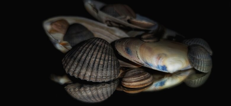 Sheels Images – Browse 172 Stock Photos, Vectors, and Video | Adobe Stock