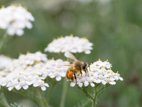 Corbiculae bilder – Bläddra bland 922 stockfoton, vektorer och videor ...