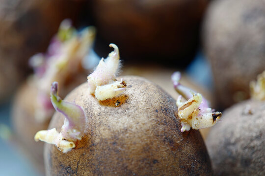 Keimend bilder – Bläddra bland 229 stockfoton, vektorer och videor ...