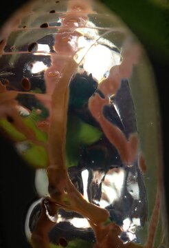 Puppa Images – Browse 24 Stock Photos, Vectors, and Video | Adobe Stock