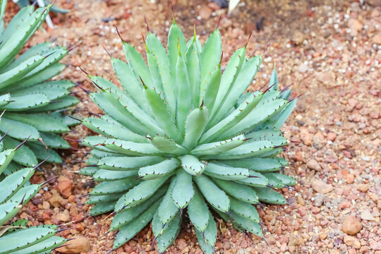 รูปภาพAgavoideae – เลือกดูภาพถ่ายสต็อก เวกเตอร์ และวิดีโอ2,784 | Adobe ...