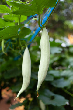 รูปภาพChichinga – เลือกดูภาพถ่ายสต็อก เวกเตอร์ และวิดีโอ885 | Adobe Stock