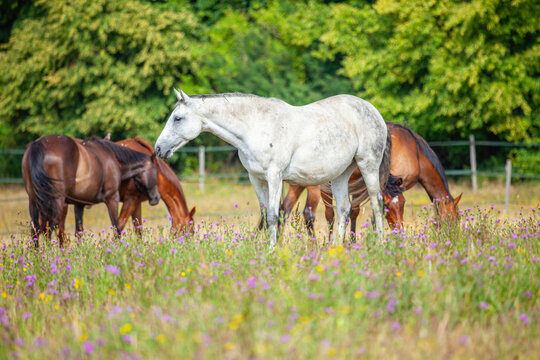 Chevalin Bilder – Durchsuchen 6,642 Archivfotos, Vektorgrafiken und ...