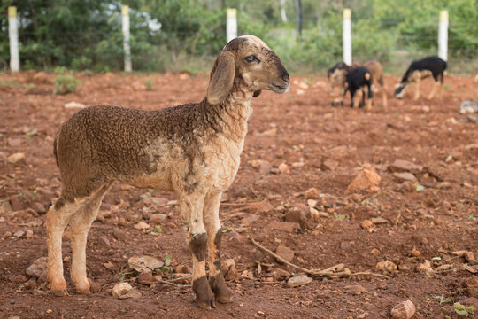 Cordero Images – Browse 35 Stock Photos, Vectors, and Video | Adobe Stock