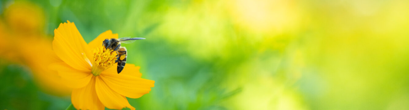 Free Bee Images – Browse 2,437 Free Stock Photos, Vectors, and Video ...